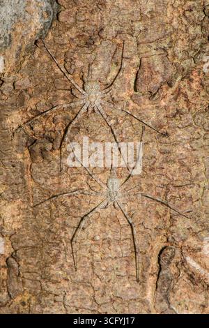 Pair of Tree Trunk Spiders, Hersiliidae Family, Tangkoko National Park ...