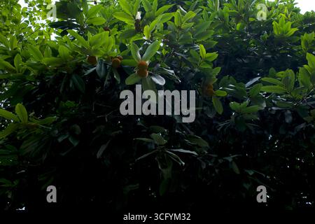 Diospyros blancoi, Diospyros discolor, commonly known as velvet apple ...