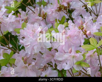 Pale pink azalea flowers macro texture background Stock Photo - Alamy