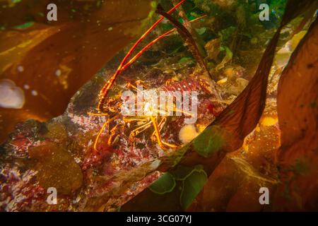 A very large Crawfish on a coral reef in the waters off the isle of ...