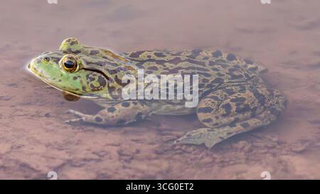 American Bullfrog adult female sitting at the bottom of Sandy Wool Lake ...