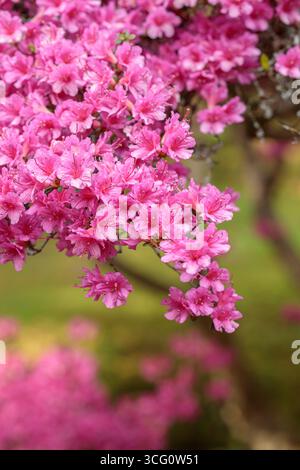 azalea rhododendron flower in full bloom close-up beautiful delicate ...