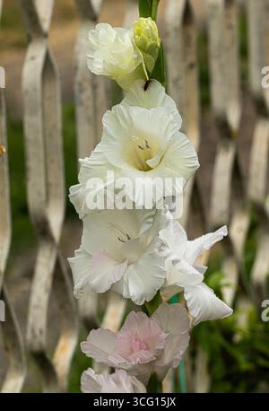 Banner photo image of gladiolus in white background with copy space ...