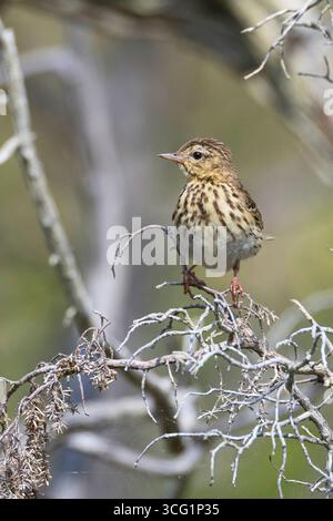 Tree pitpit (Anthus trivialis), sits on a bush, front view, Sweden ...
