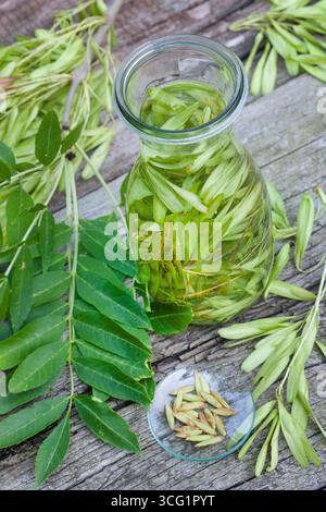 The immature fruit and leaves of the Common Ash or European Ash ...