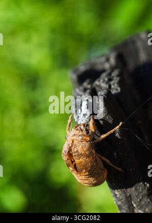 Insect exoskeleton. Shed skin. Exuviae Stock Photo - Alamy