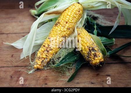 Damaged corn. Insect, disease and mold control and management concept ...