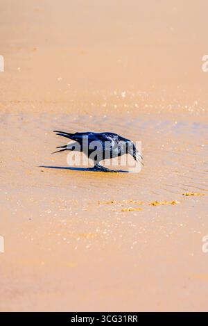 black crow bird on sandy beach with shadows Stock Photo - Alamy