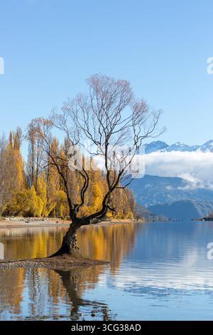 That Wanaka Tree known as the “lone tree of lake Wanaka,” it is said to ...