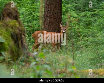 Hampshire, England, UK. August 2020. Portrait of a black borderpoo dog ...