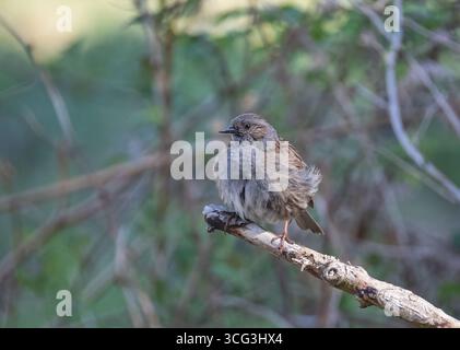 A little brown dunnock perching on ground Stock Photo - Alamy