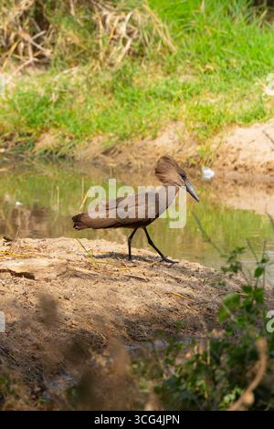 Hammerkop (Scopus umbretta). The hammerkop is found in all wetland ...