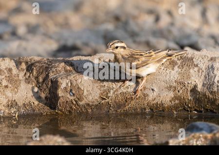 Village Indigobird (Vidua chalybeata Stock Photo - Alamy