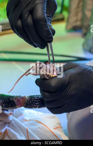 Vet is Force feeding a hospitalised Dolichophis jugularis, snake also ...