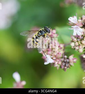Dödskallefluga Myathropa florea Batman Hoverfly Stock Photo - Alamy