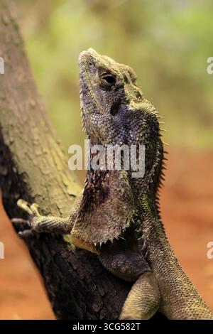 Ruffed lizard (Chlamydosaurus kingii), adult, foraging, on tree ...