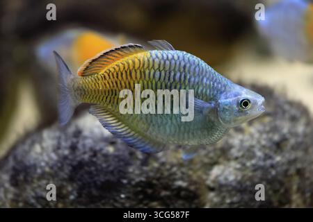 Harlequin rainbowfish (Melanotaenia boesemani), in water, foraging ...