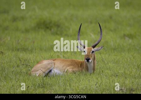 Antelope, (Kobus leche), animals, mammals, stands, Namibia Stock Photo ...
