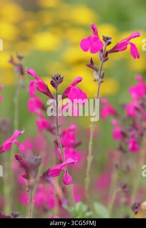 Salvia Raspberry Royale. Bright pink flowers of Salvia x jamensis ...