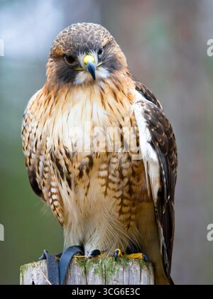 A Rough-legged Hawk in its dark morph form is photographed at Malheur ...