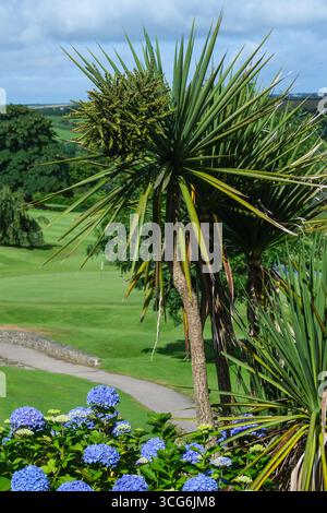 Cornish Palm tree / Cordyline australis at Newquay, Cornwall, set ...