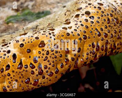 oak bracket (Pseudoinonotus dryadeus) Fungi Stock Photo - Alamy