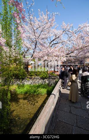 Cherry blossoms on the Tatsumi bridge of Shirakawa canal in the Gion ...
