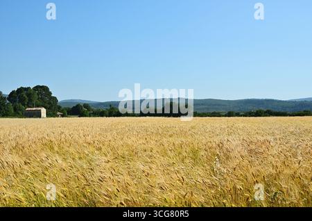 Stunning landscape with wheat field. Plateau of Sault, Provence, France ...