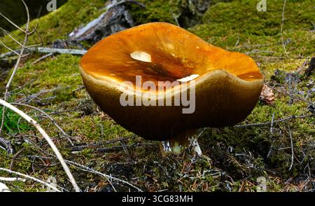 Brown roll rim fungi growing out of an old tree stump Stock Photo - Alamy