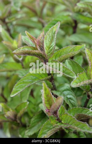 Close up of chocolate mint, Mentha piperita Chocolate Stock Photo - Alamy