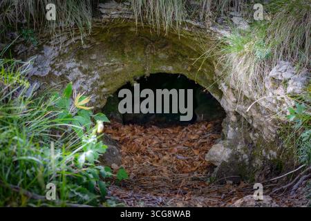 Brown bear den, where the animal takes refuge during hibernation. Cave ...