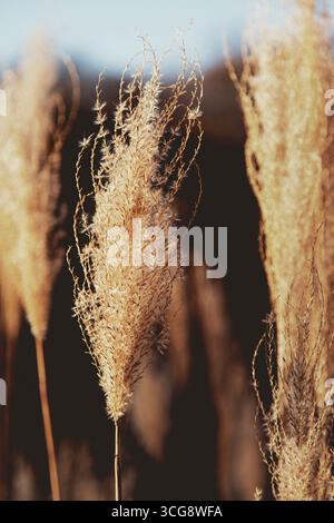 Dried reed in afternoon winter light, Malmö, Sweden Stock Photo - Alamy