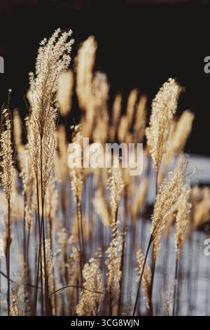 Dried reed in afternoon winter light, Malmö, Sweden Stock Photo - Alamy