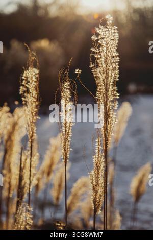 Dried reed in afternoon winter light, Malmö, Sweden Stock Photo - Alamy