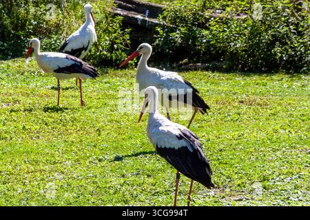 A beautiful flock of white storks is gracefully walking and standing in ...