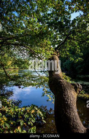 Pond in Epping Forest, is a 2,400-hectare area of ancient woodland ...