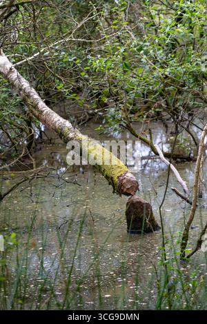 Beaver: Castor fiber. Tree felled by. Cornwall, UK Stock Photo - Alamy