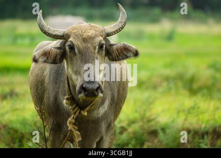 Domesticated water buffalo in fields Stock Photo - Alamy