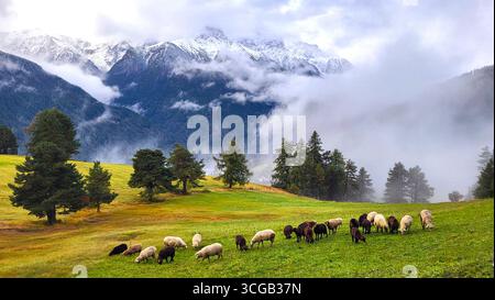 herd of sheep in the swiss alps standing on top of a rock Stock Photo ...