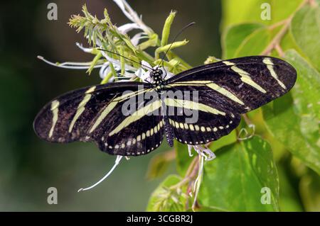 Zebra longwing (Heliconius charithonia) from Phoenix, Arizona, USA ...