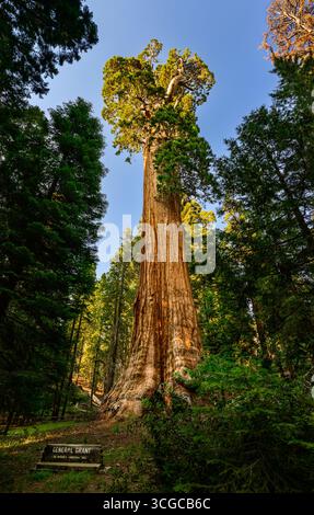 General Grant Tree, a famous giant sequoia tree in General Grant Grove ...