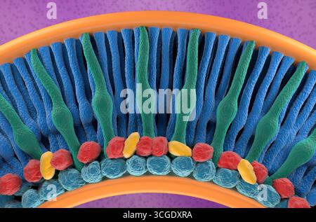 Photoreceptor cells, illustration Stock Photo - Alamy