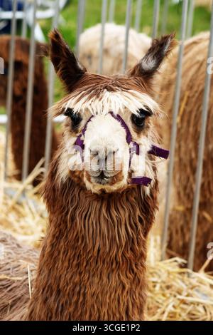 a single Suri Alpaca with metal farm gates and yellow straw Stock Photo ...
