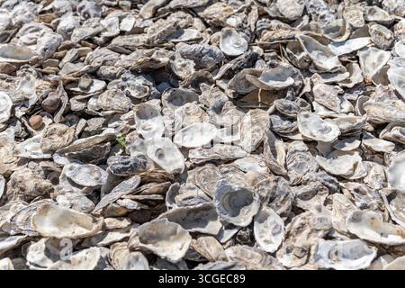 An enormous pile of empty oyster shells left to be recycled by using on ...