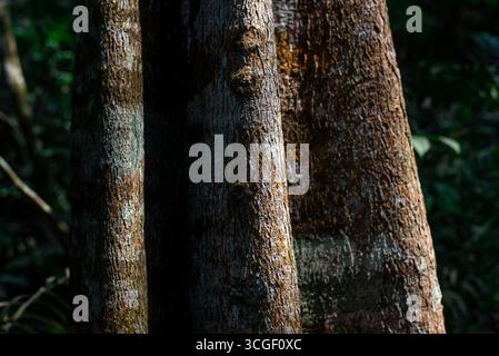 A view of multiple tree trunks on the ground with a blue sky in the ...
