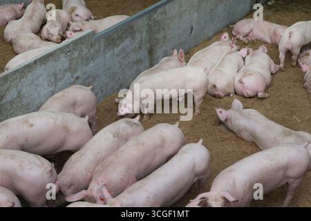 Pig breeding in modern stables in the Netherlands. Pig breeding for ...