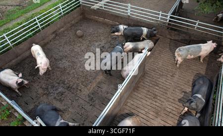 Pig breeding in modern stables in the Netherlands. Pig breeding for ...