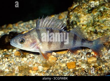 animal animals fish fishes freshwater europe european asia asian ...