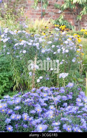 Clusters of yellow rudbeckia flowers blooming in the garden Stock Photo ...