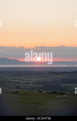 Sunset view of sheep and fields, in Mainland Orkney, Scotland, UK Stock ...